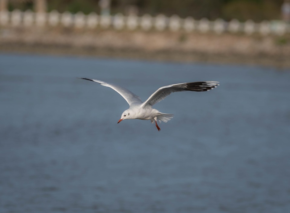 Oiseau Ornithologie Mouette Des - Photo gratuite sur Pixabay