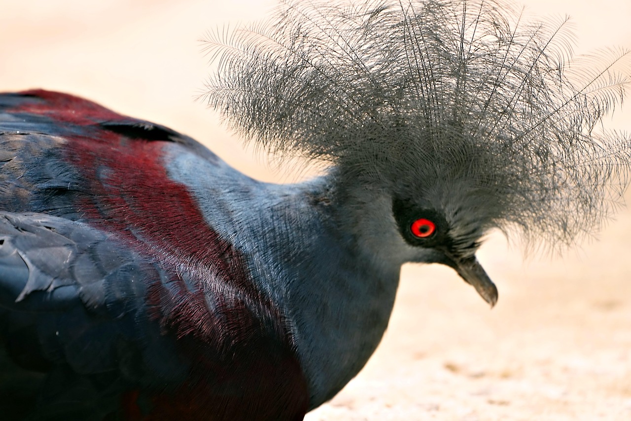 30,000+ Free Pigeon Birds & Pigeon Images - Pixabay