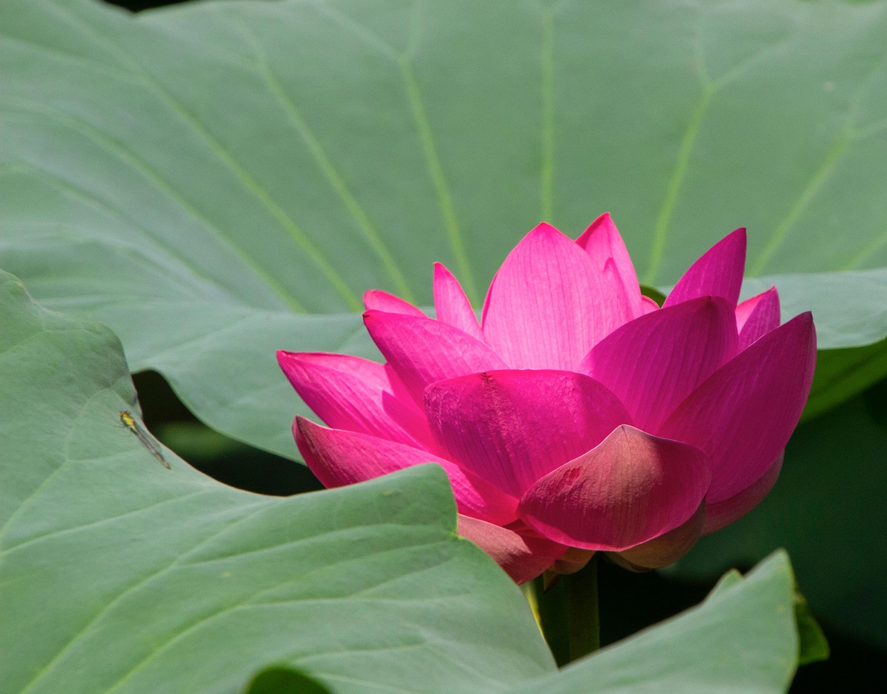 Flowers Lotus Botany - Free photo on Pixabay