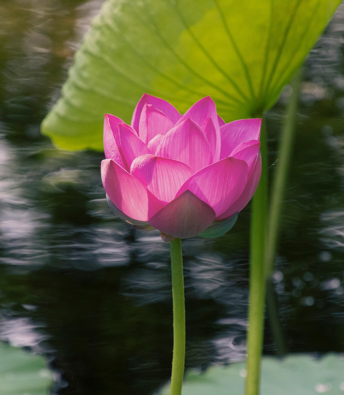 Flowers Lotus Botany - Free photo on Pixabay