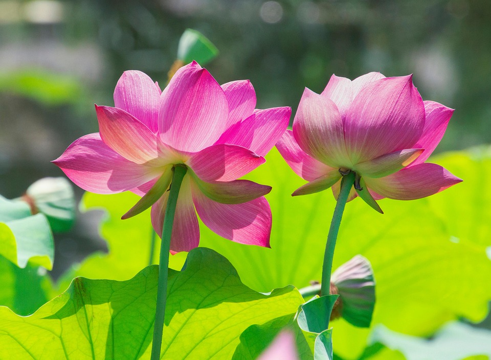 Flowers Lotus Botany - Free photo on Pixabay