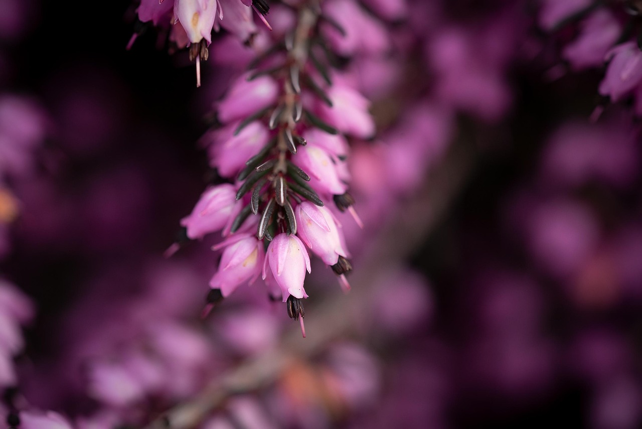 Flores Jardim Natureza - Foto gratuita no Pixabay - Pixabay