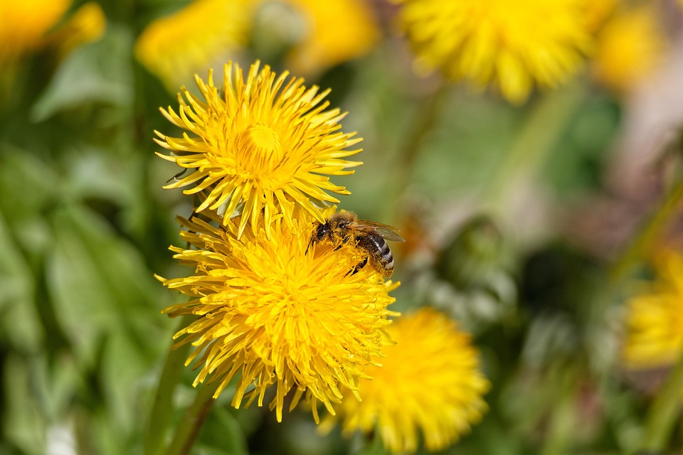 Insecto Abeja Entomología Fondo De - Foto gratis en Pixabay - Pixabay