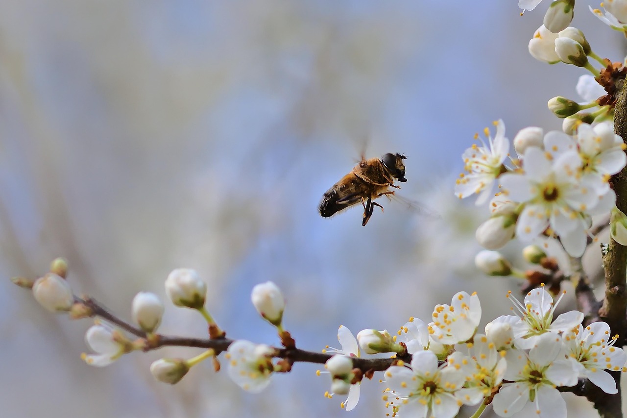 Abeja Salvaje Endrino - Foto gratis en Pixabay - Pixabay