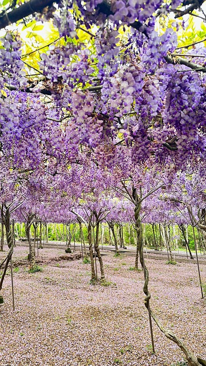 Flowers Wisteria Garden - Free photo on Pixabay - Pixabay