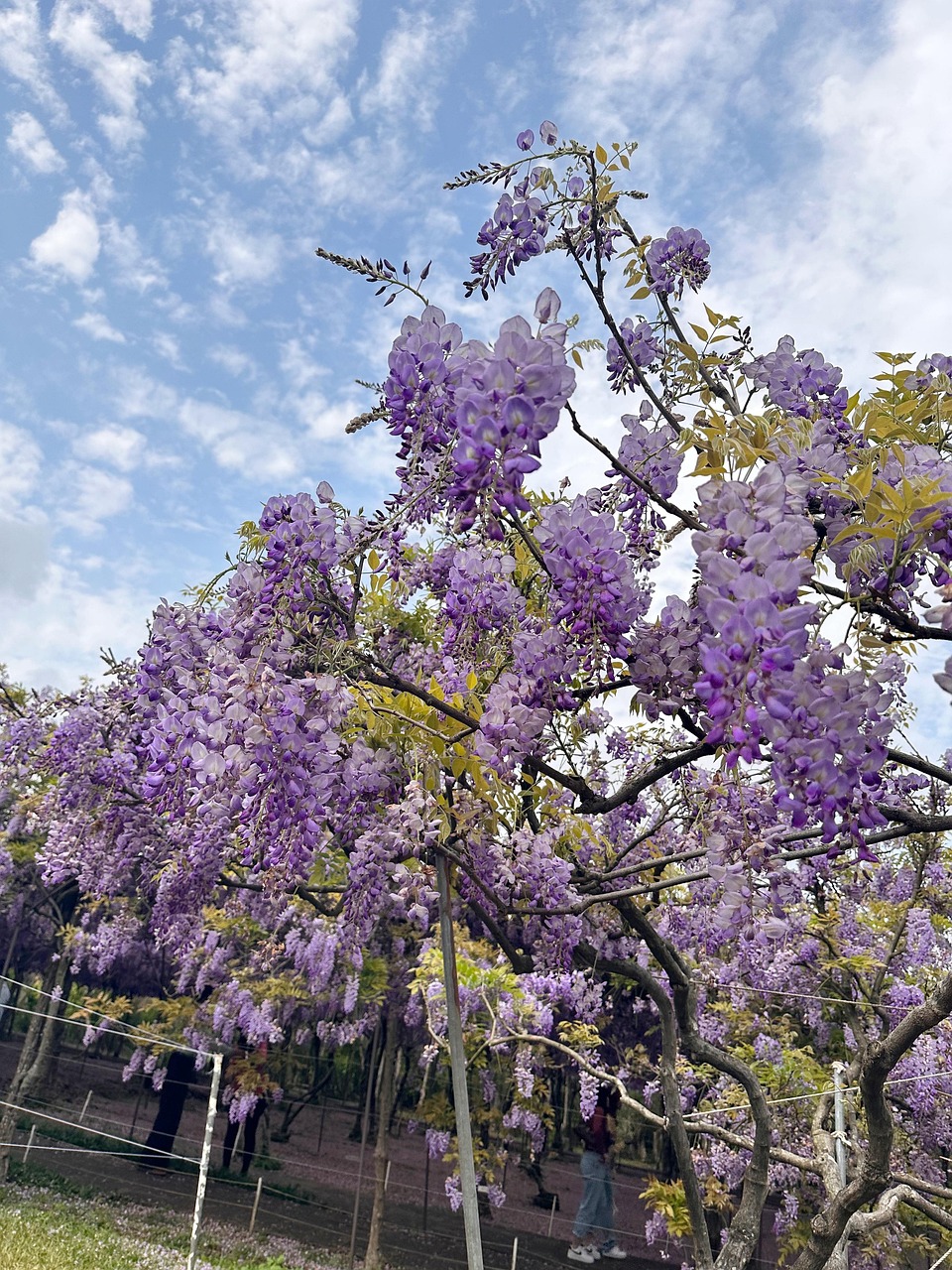Wisteria Garden Spring - Free photo on Pixabay - Pixabay