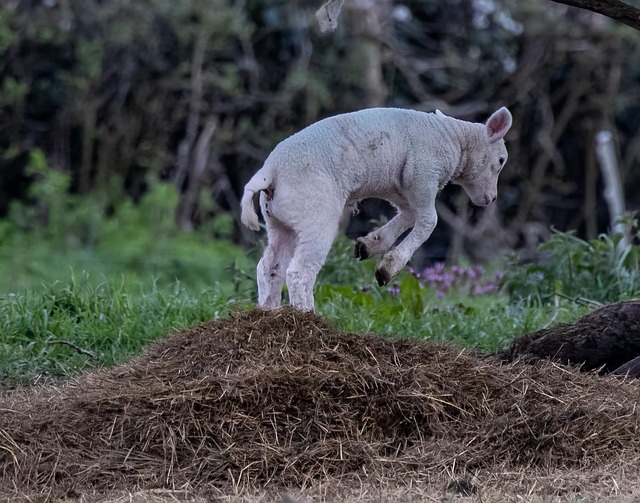 Ovelha Borrego Animal - Foto gratuita no Pixabay