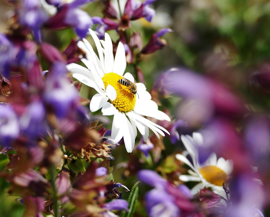 Wild Bee Flowers Daisies - Free photo on Pixabay