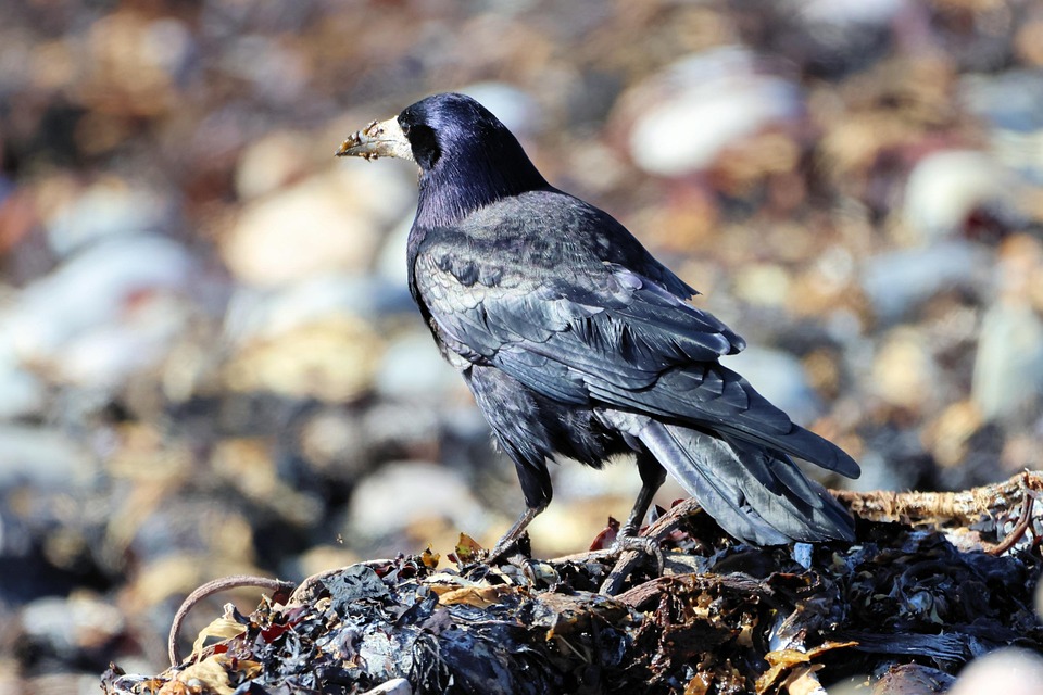 Bird Rook Corvid - Free photo on Pixabay - Pixabay