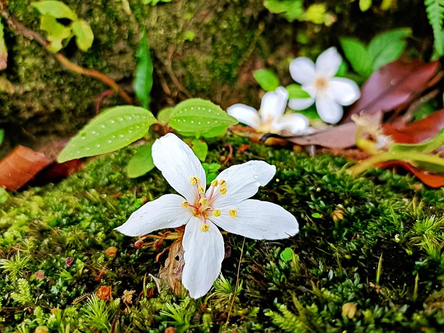 40+ Free Tunge Snøball & Tung Blossom Images - Pixabay