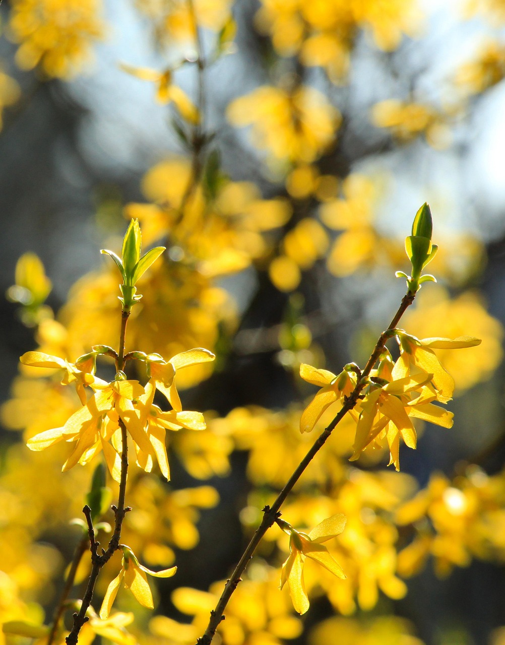 Fleurs Bourgeons Buisson - Photo gratuite sur Pixabay - Pixabay