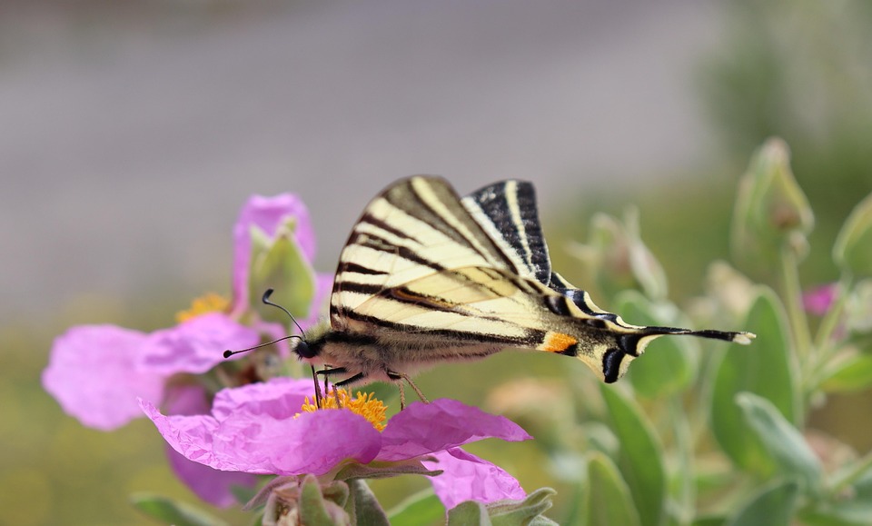 Insect Butterfly Entomology - Free photo on Pixabay