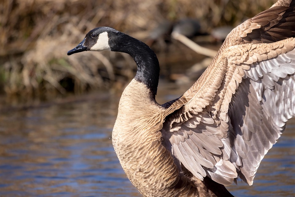 Canadian Goose Flapping - Free photo on Pixabay