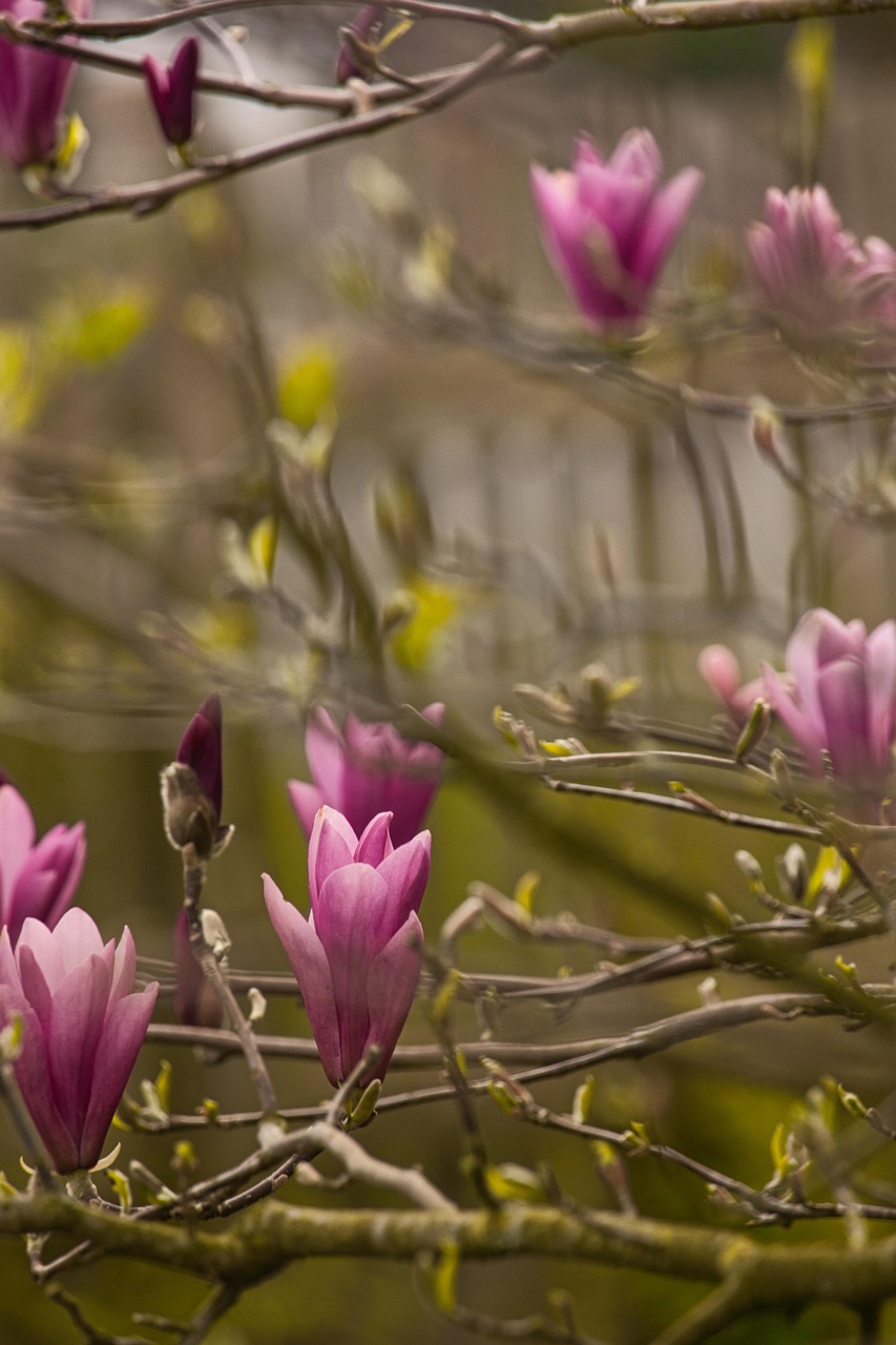 Magnolia Primavera Floreciente - Foto gratis en Pixabay - Pixabay