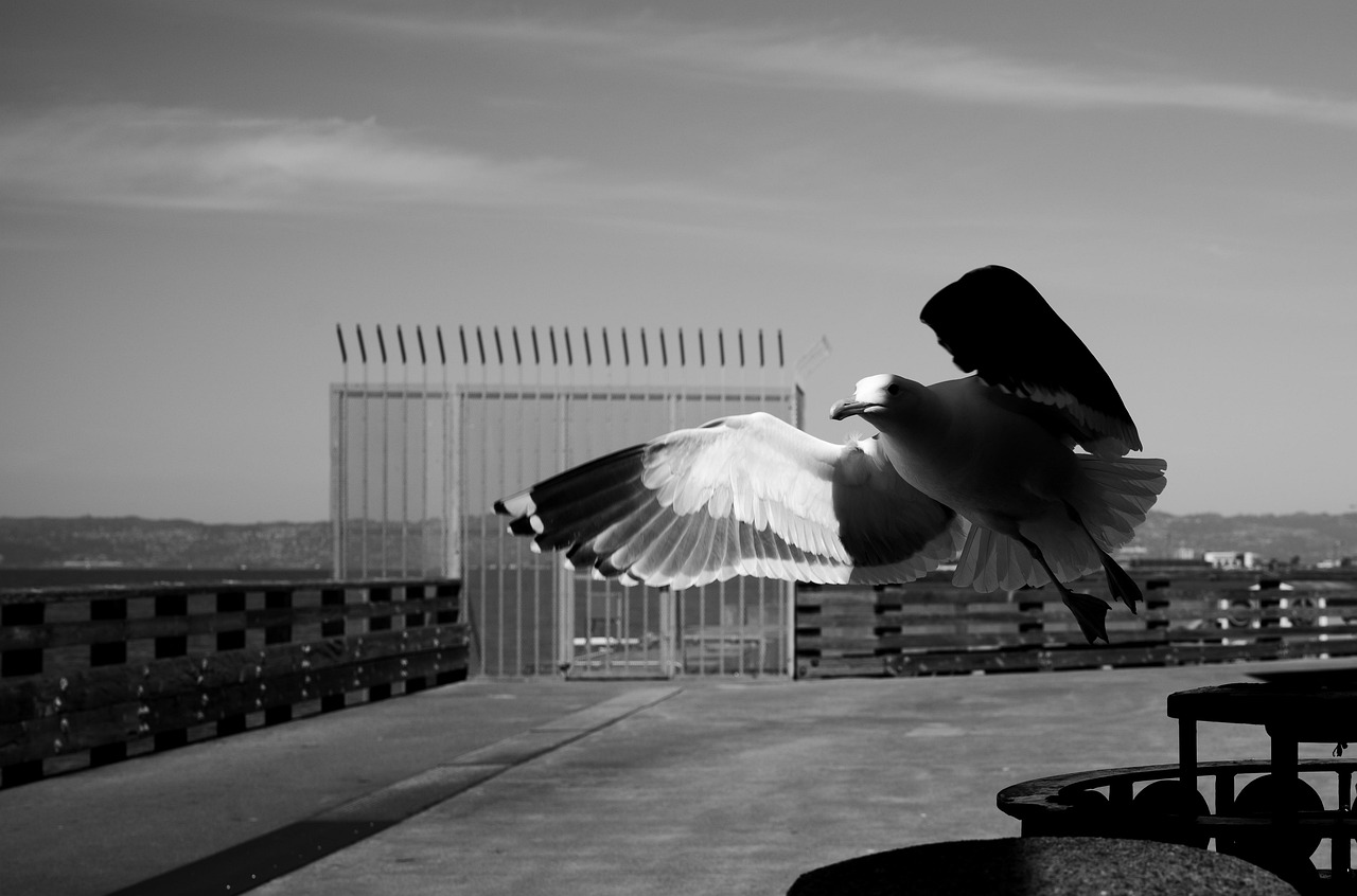 Bird Begin Wing - Free photo on Pixabay