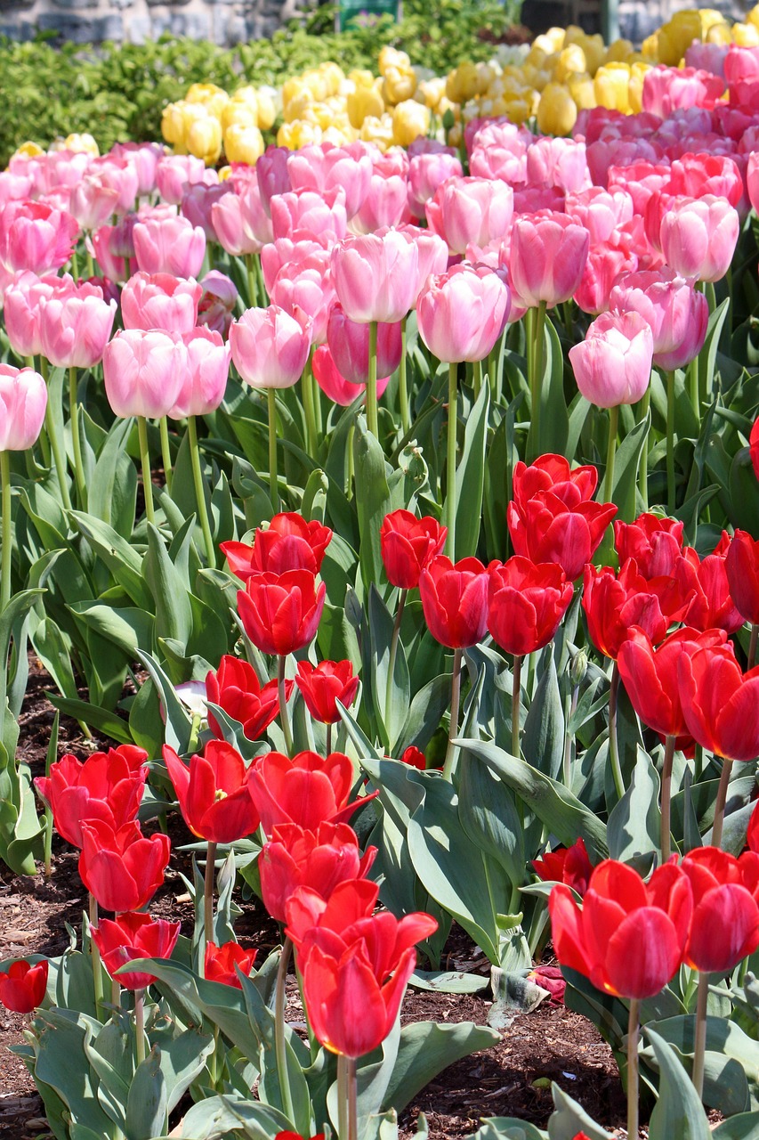 Tulipanes Flores Primaverales Rosas Fotos Gratis : Tulipanes, Ramo,