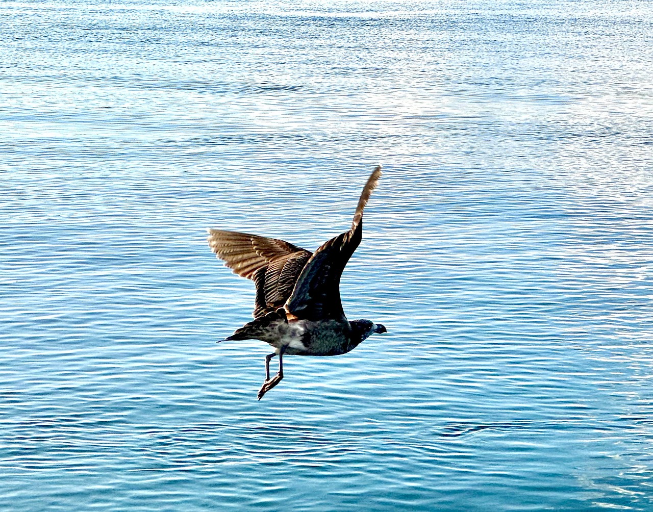 Oiseau Mer En - Photo gratuite sur Pixabay - Pixabay