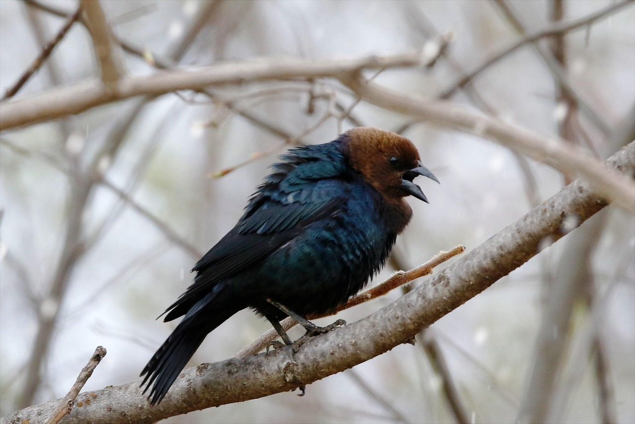 30+ Free Cowbird & Brown-Headed Cowbird Images - Pixabay