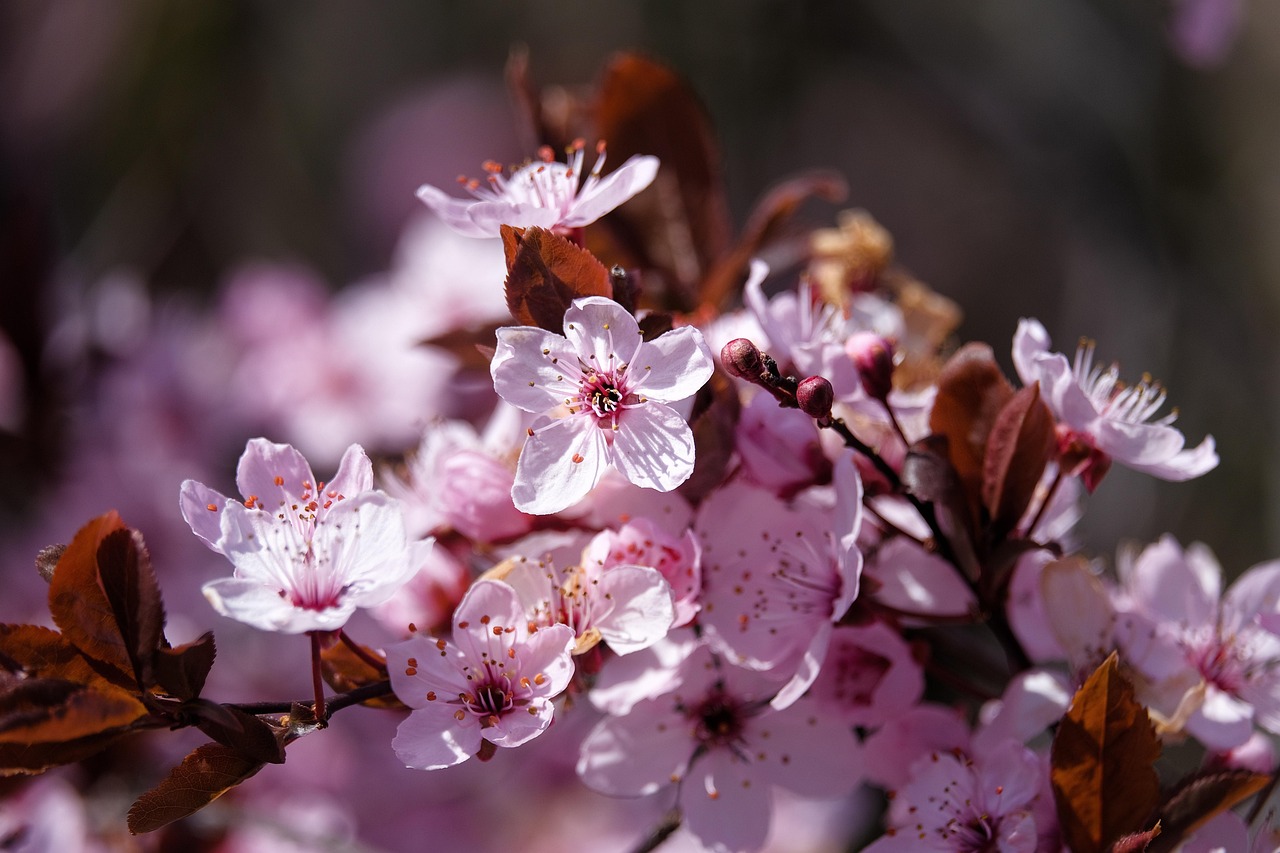 Flores Flor De Cereza Sakura Rama - Foto gratis en Pixabay