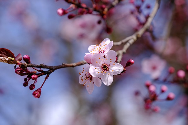 Flores Flor De Cereza Sakura Rama - Foto gratis en Pixabay - Pixabay