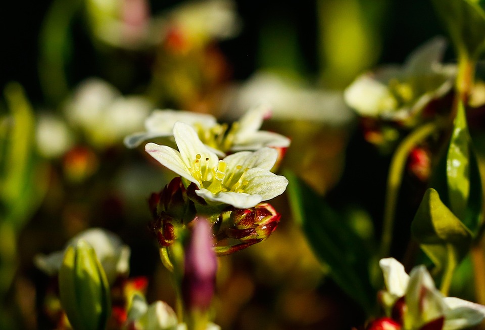 Nature Fleurs Blanches - Photo gratuite sur Pixabay