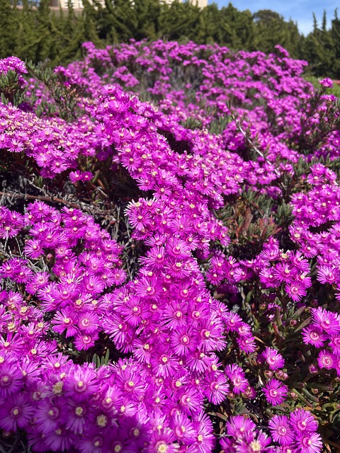 Flowers Bush Flora - Free photo on Pixabay - Pixabay