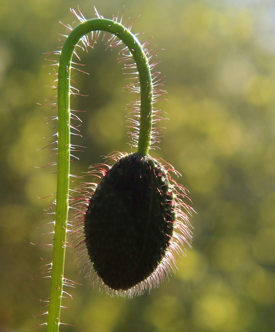 Opium Alam Padang Rumput - Foto gratis di Pixabay - Pixabay