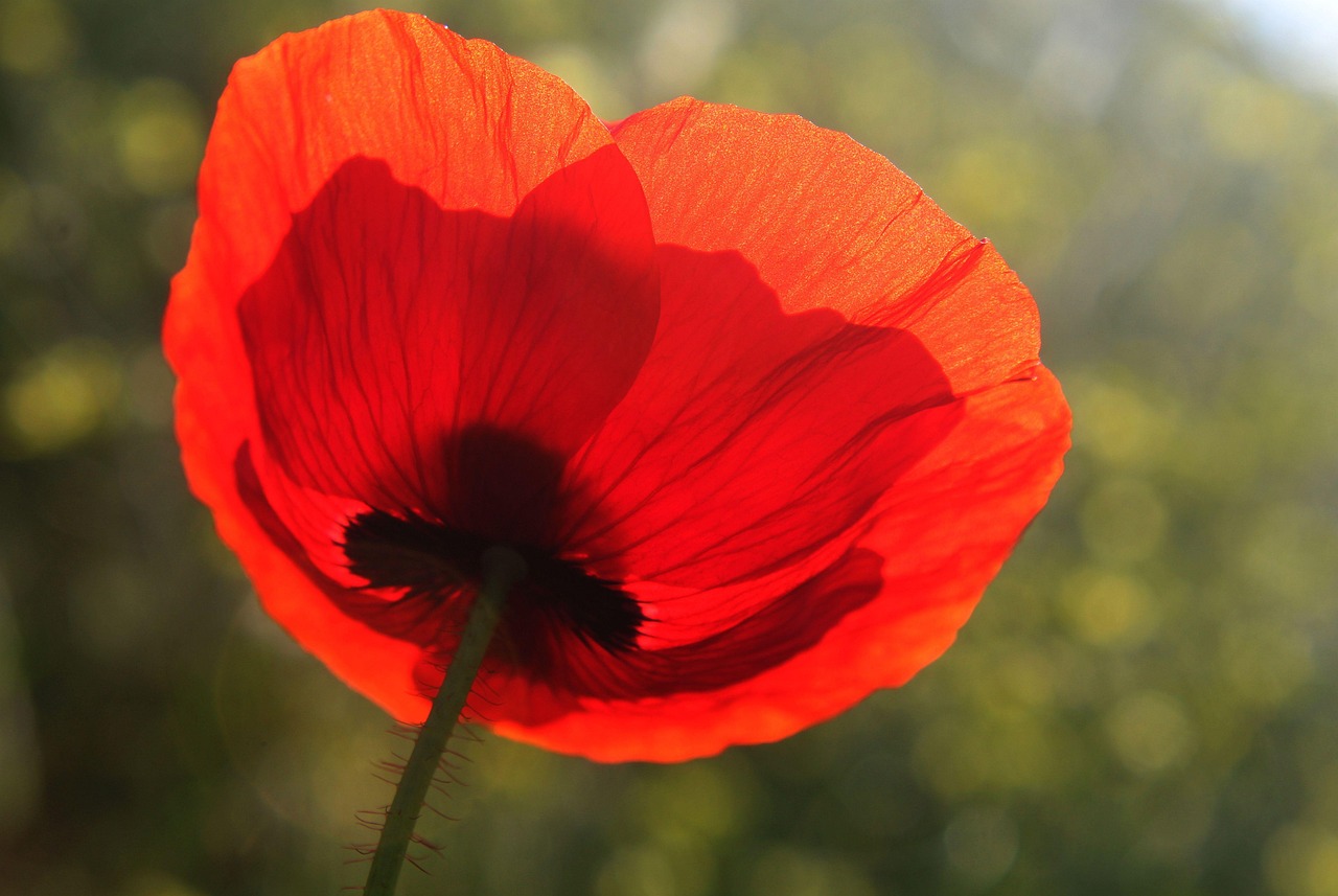 Opium Alam Tembus Cahaya - Foto gratis di Pixabay - Pixabay