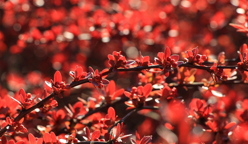 Leaves Red Barberry - Free photo on Pixabay - Pixabay
