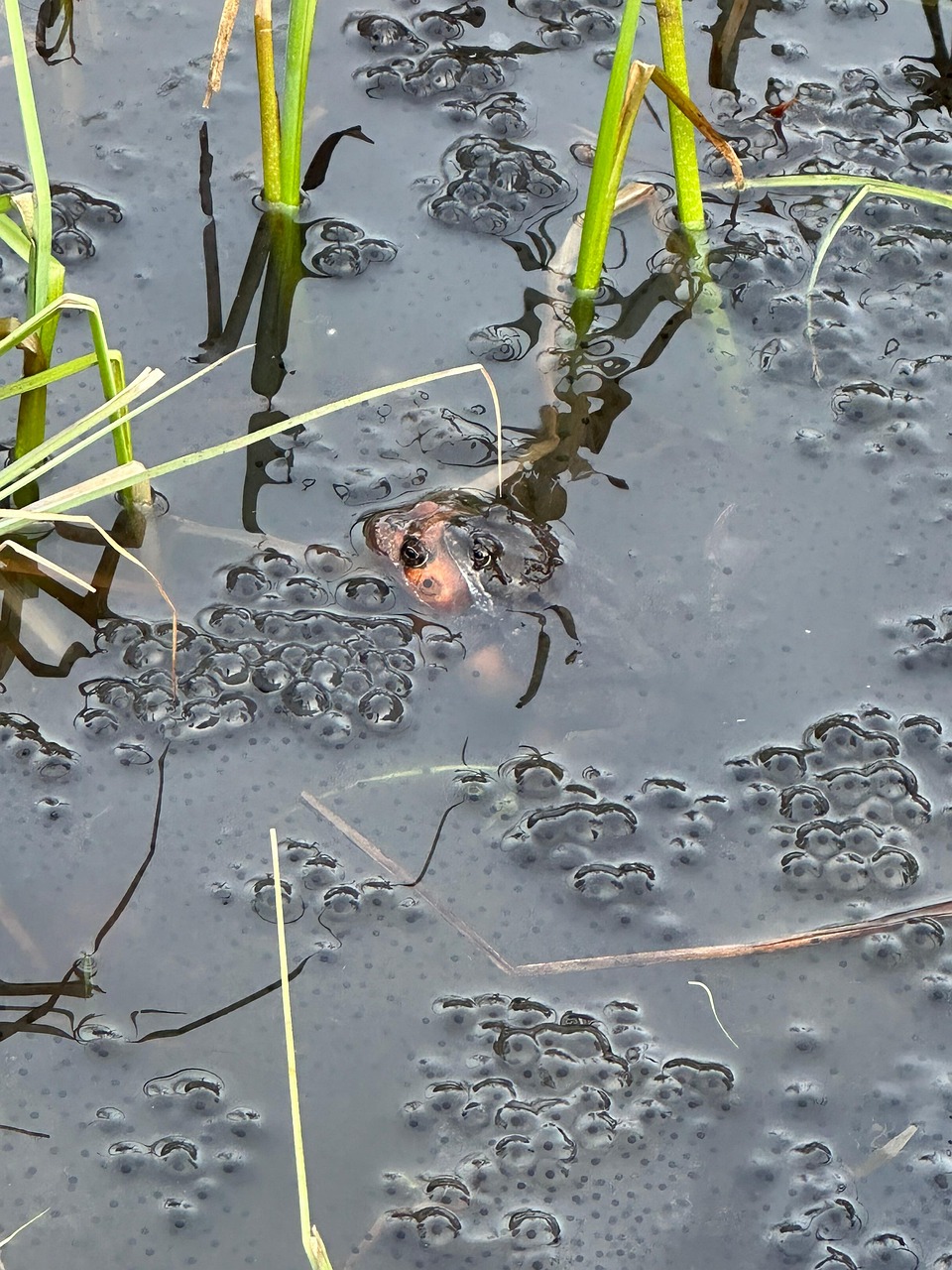 Nature Wildlife Pond - Free photo on Pixabay - Pixabay
