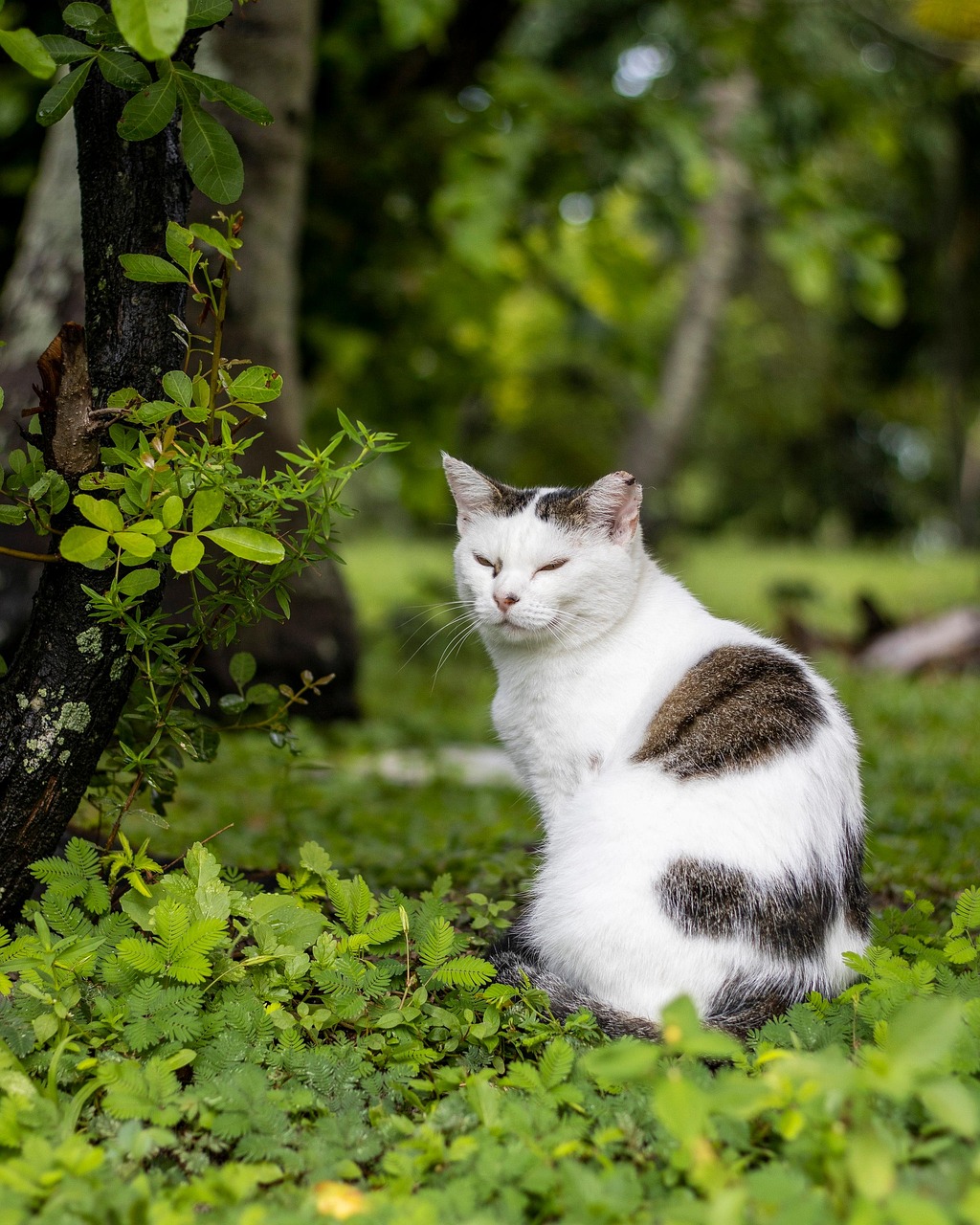Cat Animal De Compagnie - Photo gratuite sur Pixabay - Pixabay