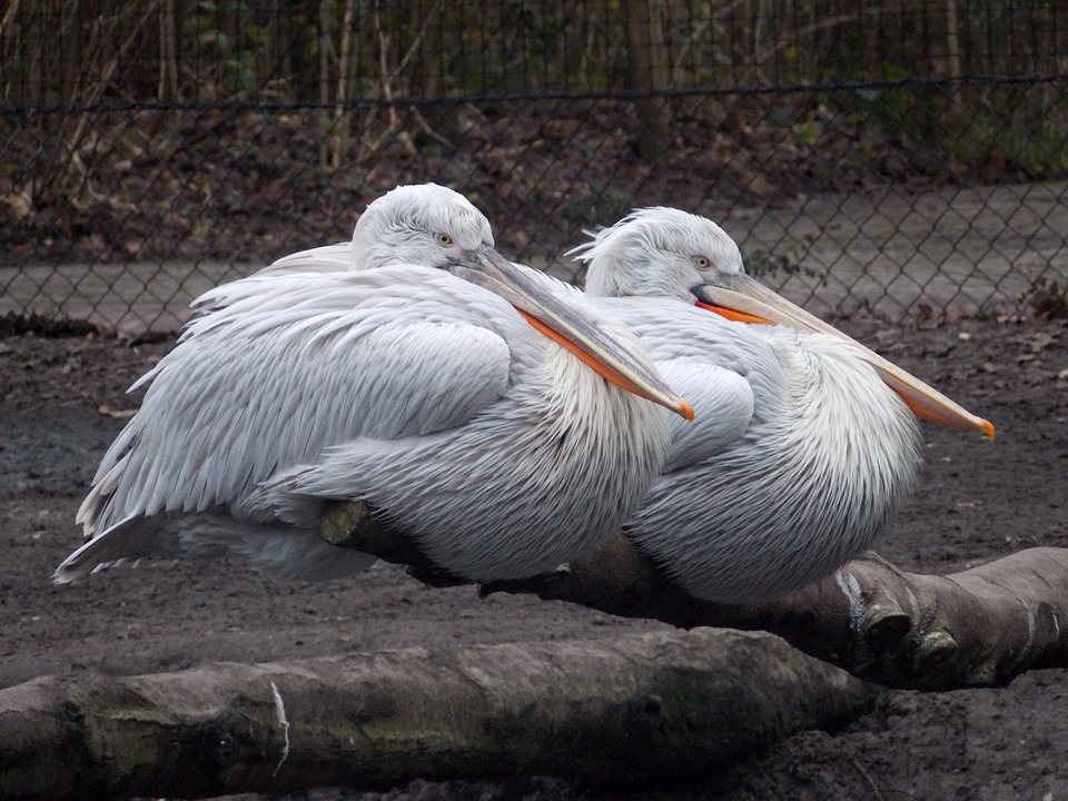 Pelicans Birds Zoo - Free photo on Pixabay - Pixabay