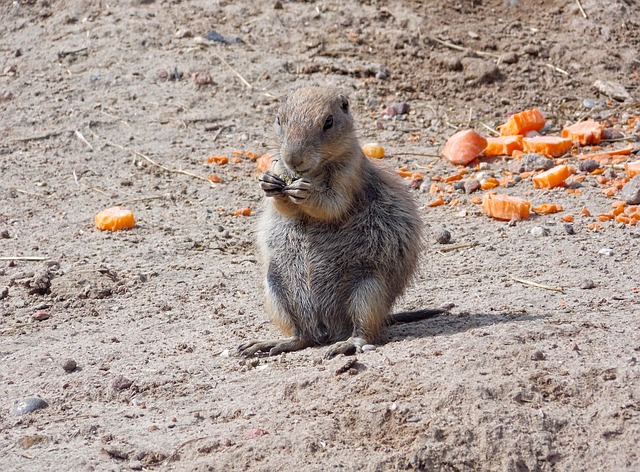 Prairie Dog Marmot Rodent - Free photo on Pixabay - Pixabay