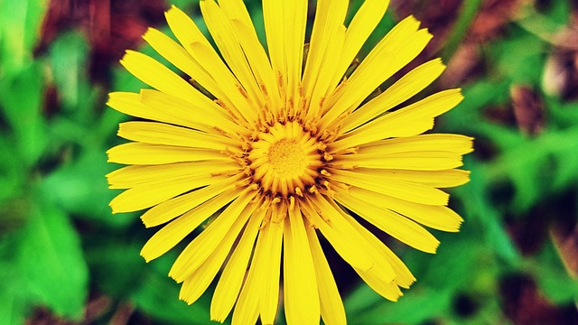 Bunga Tanaman Liar Berbunga Kuning - Foto gratis di Pixabay - Pixabay