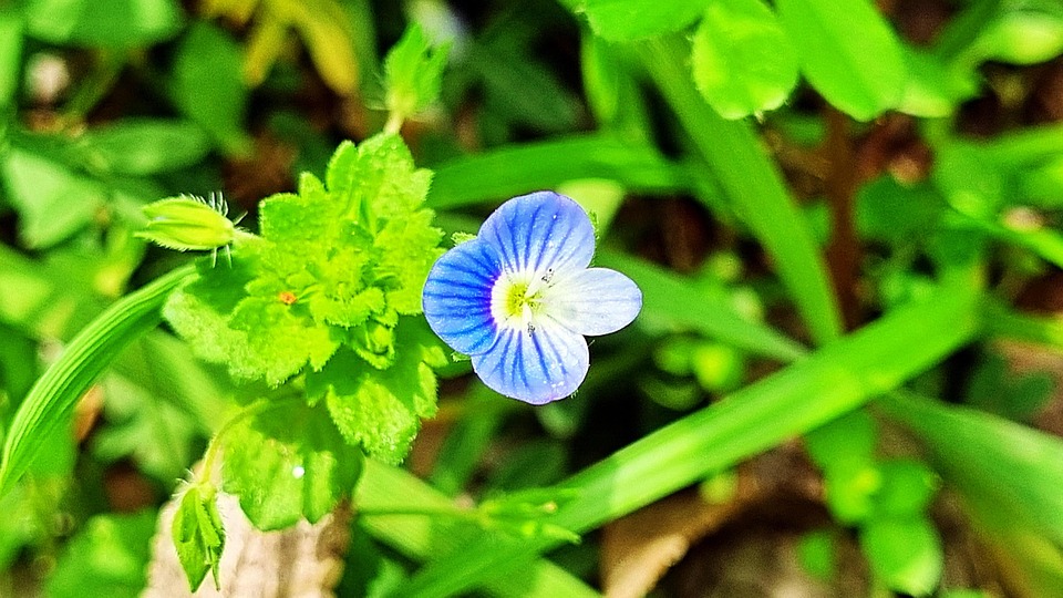 Bunga Veronica Biru Hijau Musim - Foto gratis di Pixabay - Pixabay
