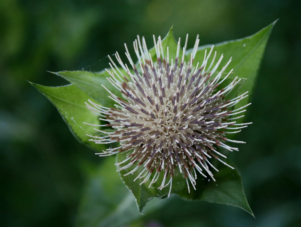 Raspagem De Cardo Planta - Foto gratuita no Pixabay - Pixabay