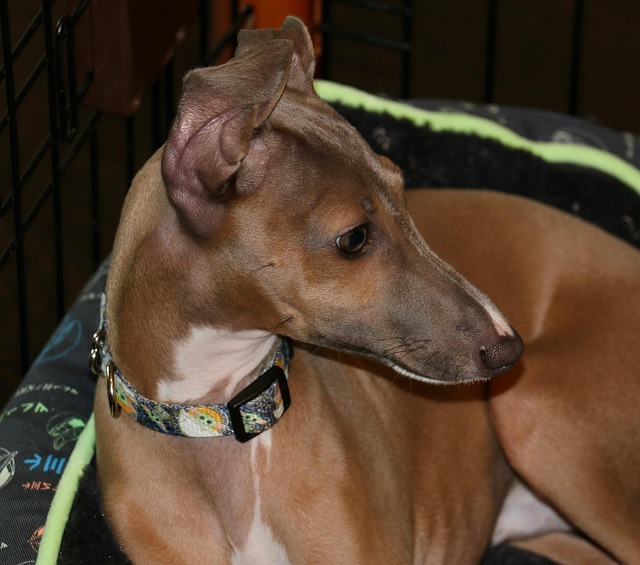 Lévrier Italien Chiot Animal De - Photo gratuite sur Pixabay - Pixabay