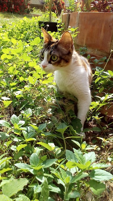 Kucing Halaman Alam - Foto gratis di Pixabay - Pixabay