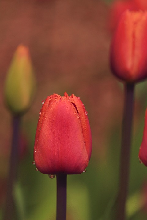 Tulips Season Flower - Free photo on Pixabay