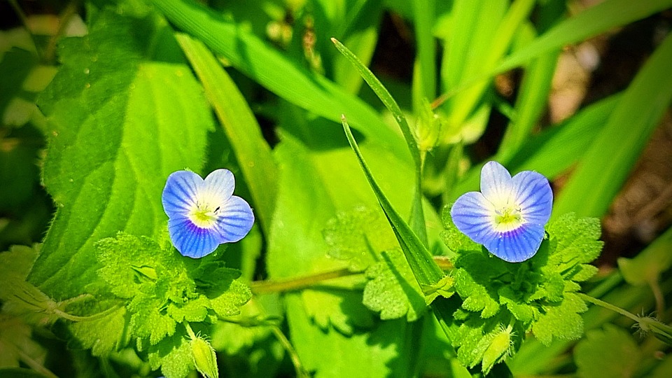 Veronica Bunga Alam - Foto gratis di Pixabay - Pixabay