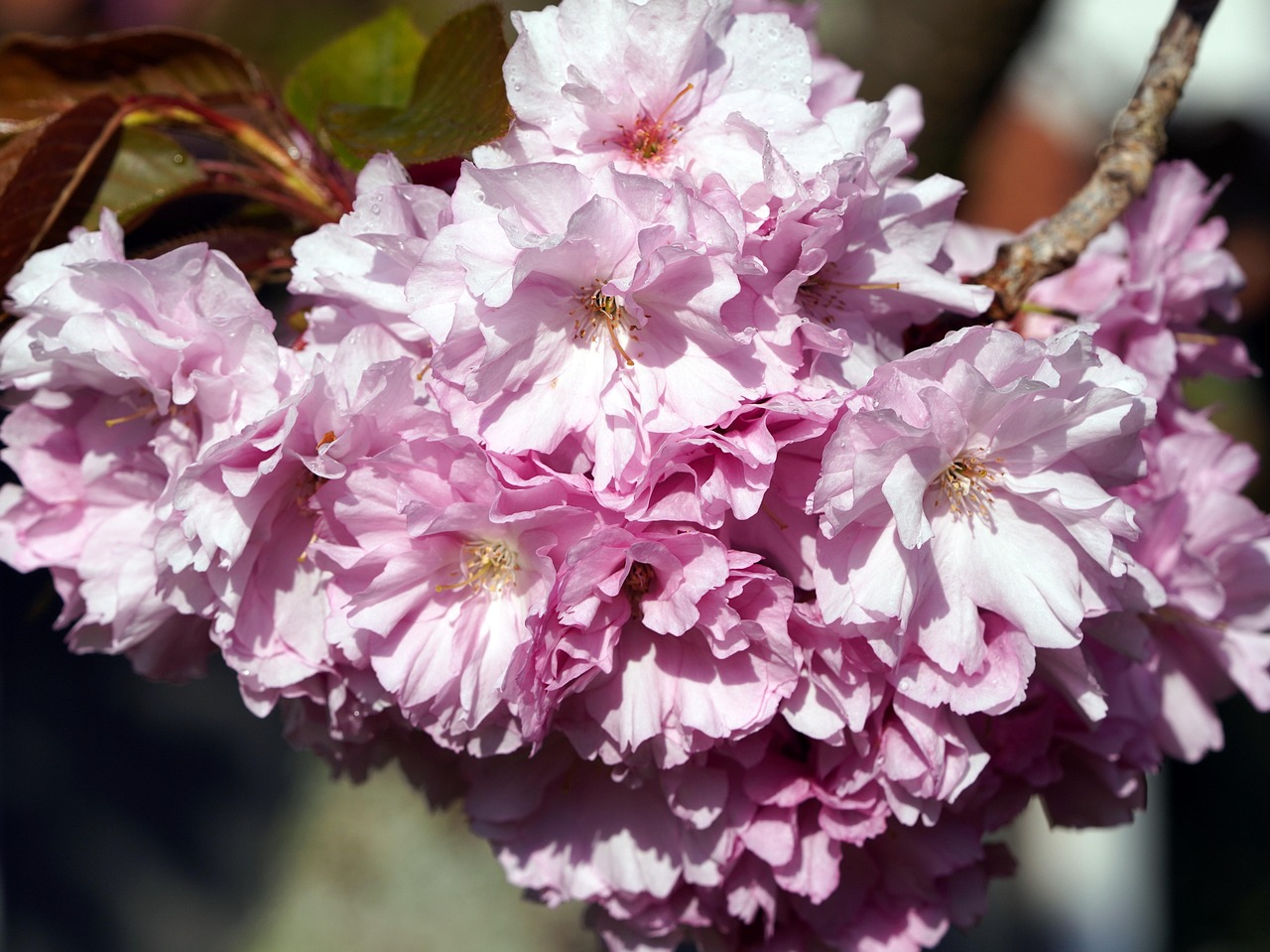 Roze Bloemen Sakura Kersebloesem - Gratis foto op Pixabay - Pixabay