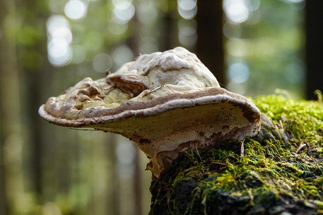 Gomba Fa Erdő - Ingyenes fotó a Pixabay-en - Pixabay