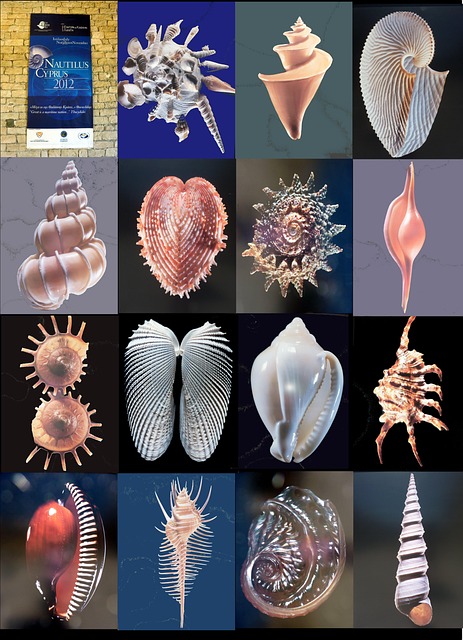 Wonder Of The Seas Sea Animals - Free photo on Pixabay - Pixabay