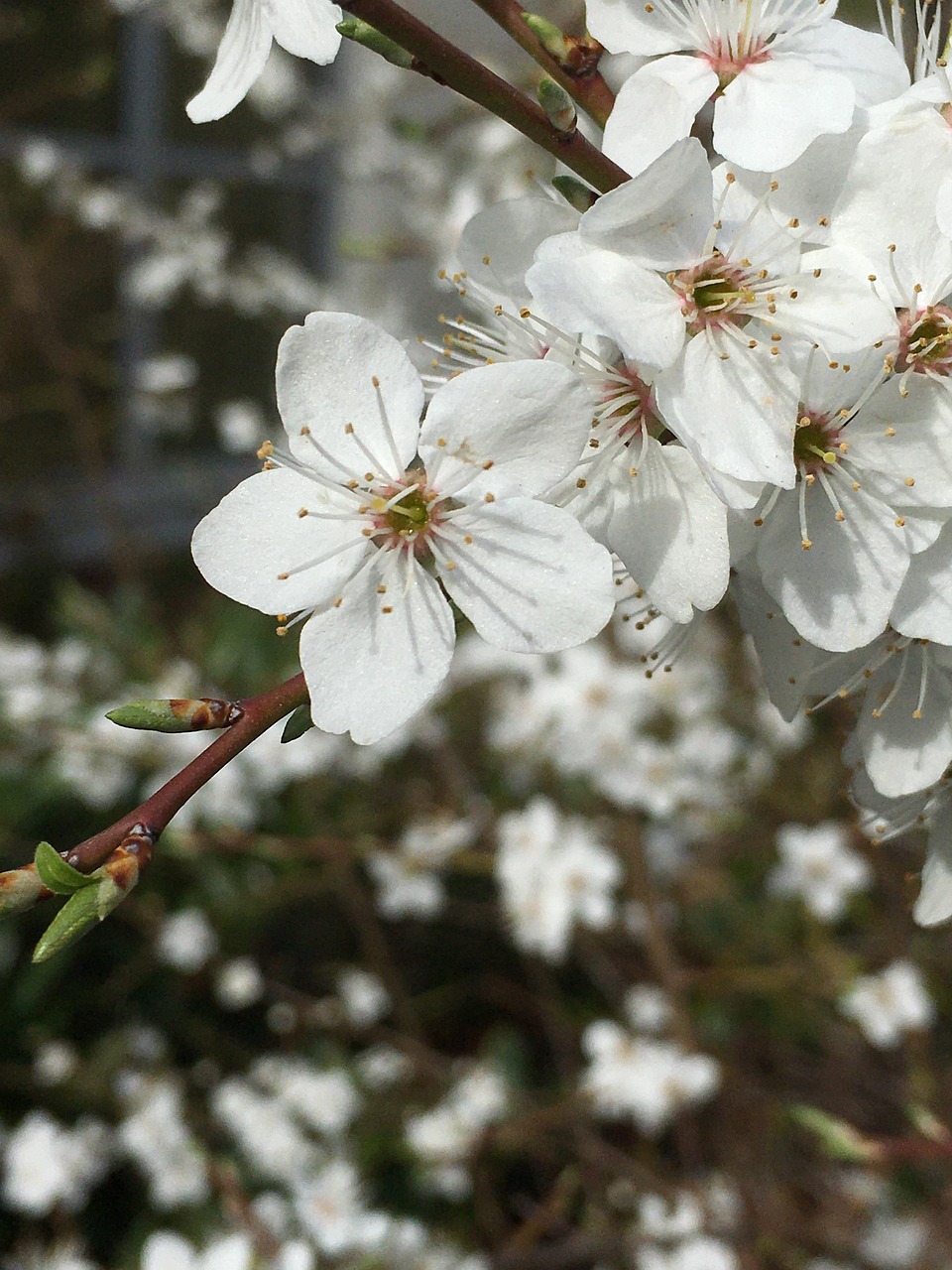 Prunelle Fleur Blanche Le - Photo gratuite sur Pixabay - Pixabay