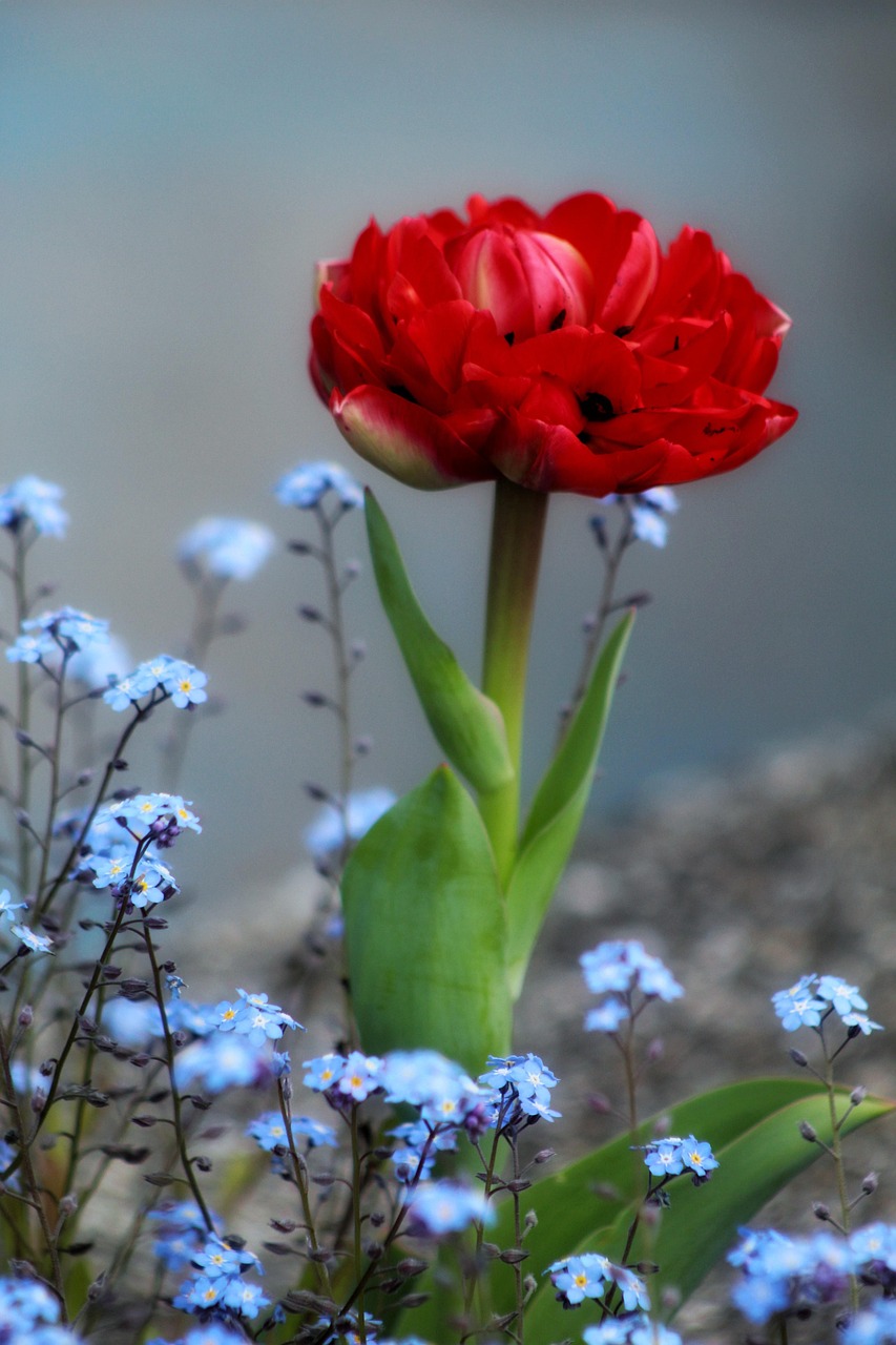 Bunga-Bunga Tanaman Flora - Foto gratis di Pixabay - Pixabay