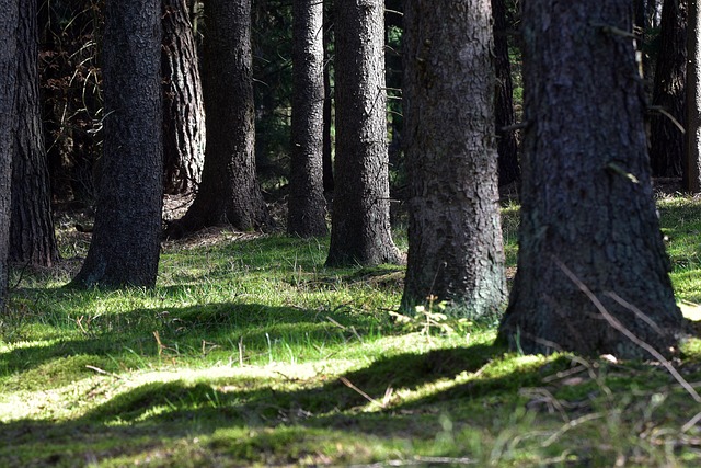 Árboles Abeto Bosque De Abetos - Foto gratis en Pixabay - Pixabay