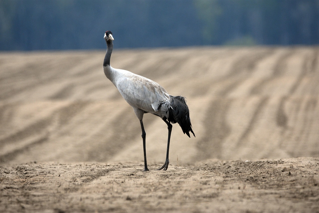 Crane Bird Field - Free photo on Pixabay
