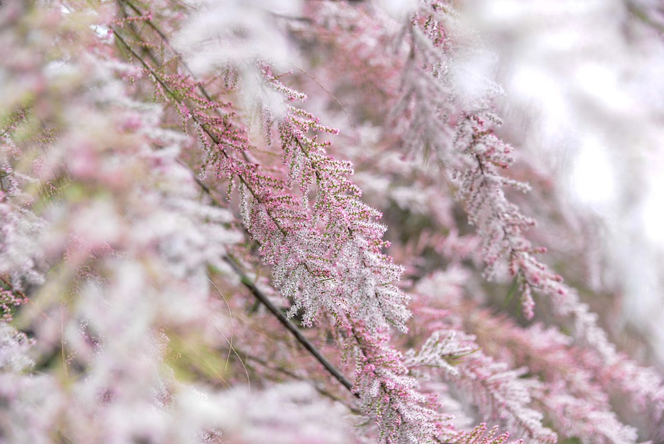 Tamarisk Shrub Plant - Free photo on Pixabay