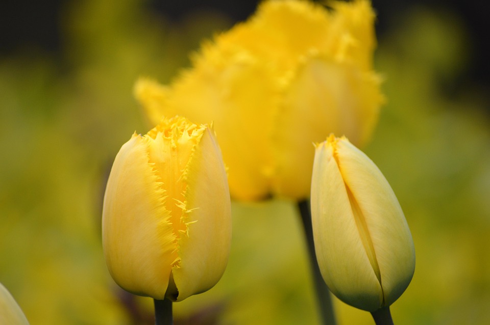 Tulips Yellow - Free photo on Pixabay