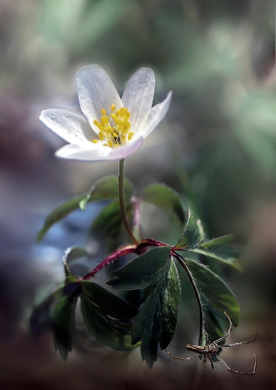 Flower Anemone Spring - Free photo on Pixabay - Pixabay